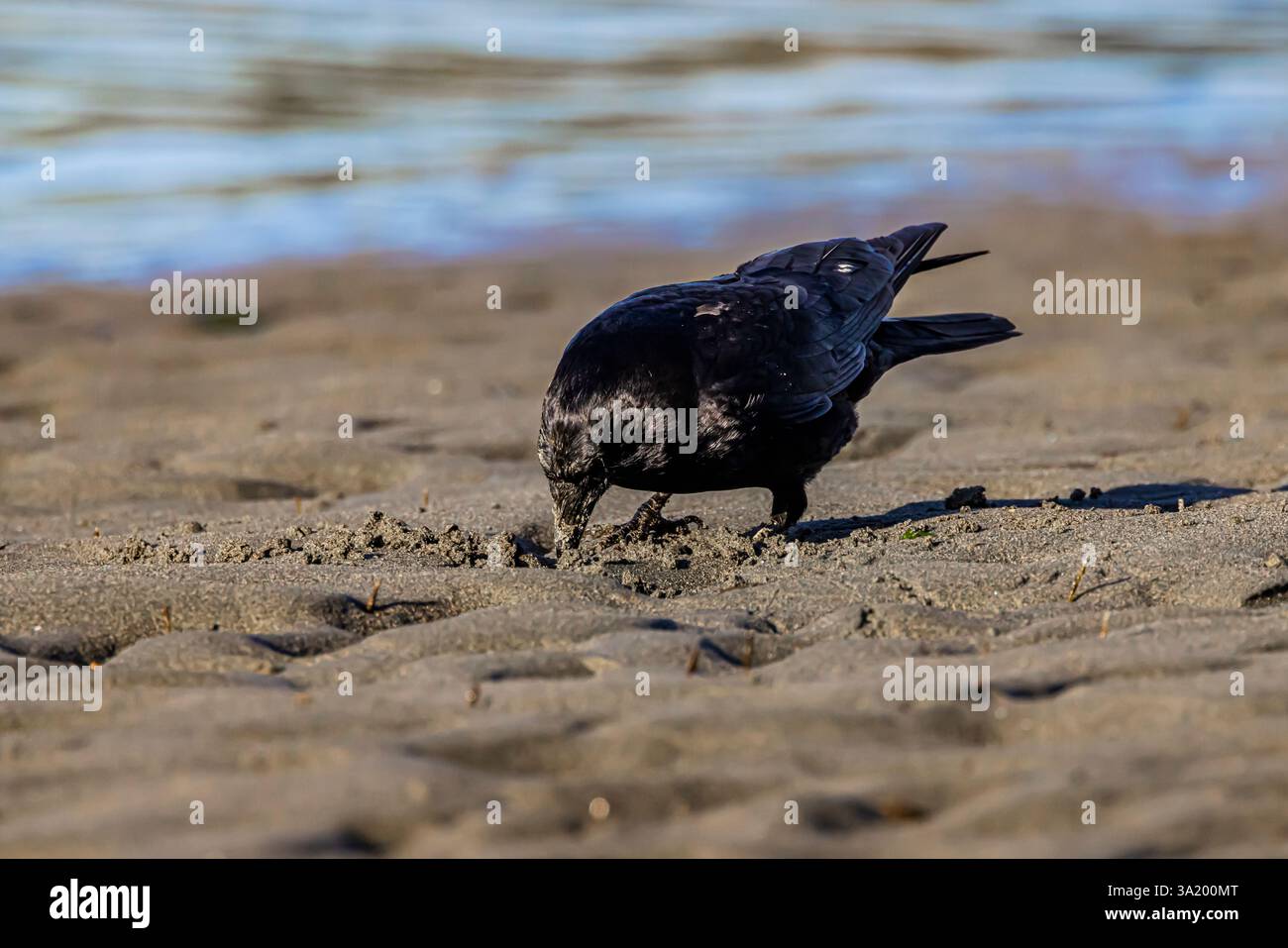Penmet parks hi-res stock photography and images - Alamy