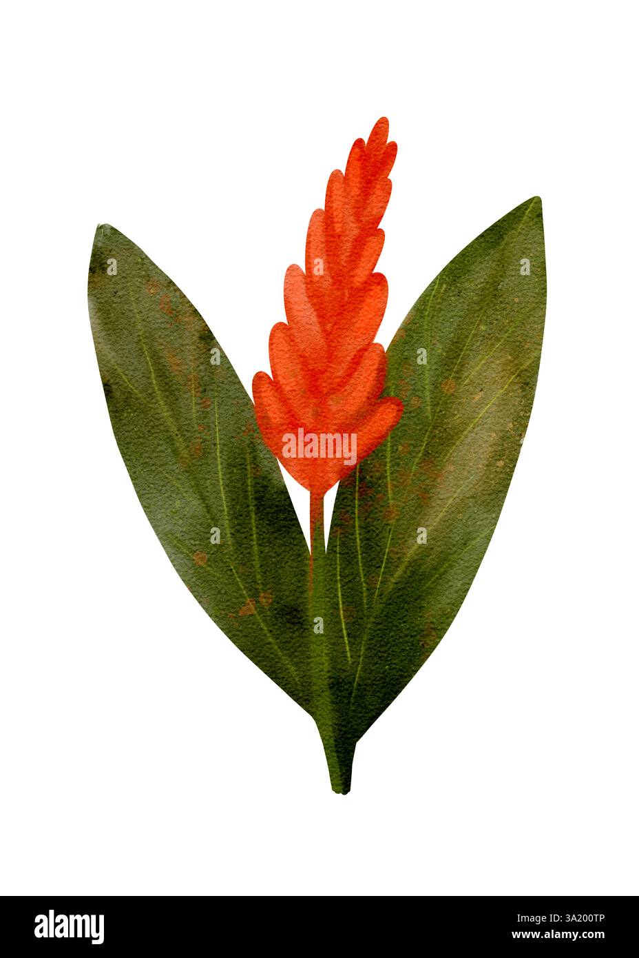 A striking and captivating illustration of a vibrant red ginger flower ...