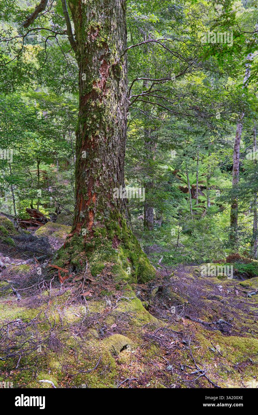 Portrait image of mossy trunk of old growth Myrtle beech (Nothofagus ...