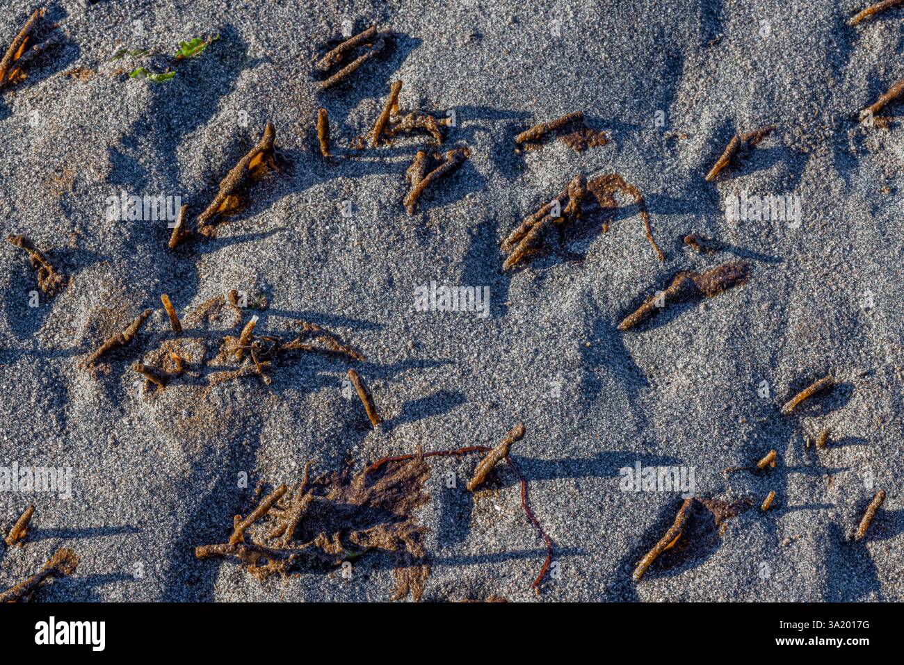 Red-banded Bamboo Worm, Axiothella rubrocincta, tubes on exposed tidal ...