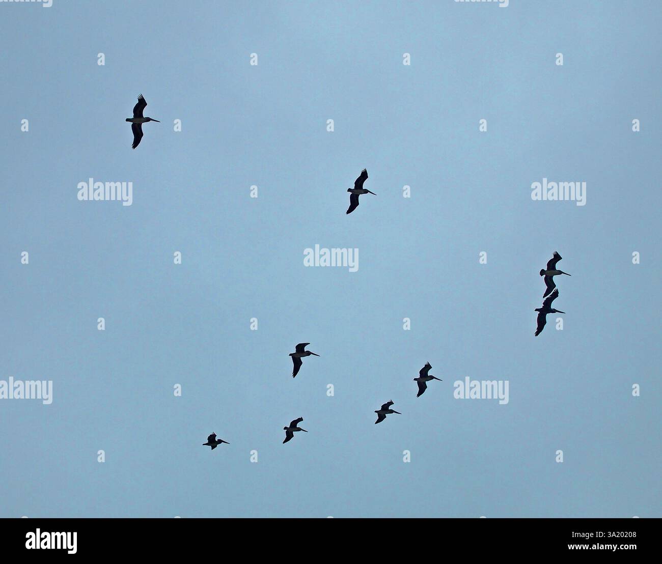 Flock birds flying formation hi-res stock photography and images - Alamy