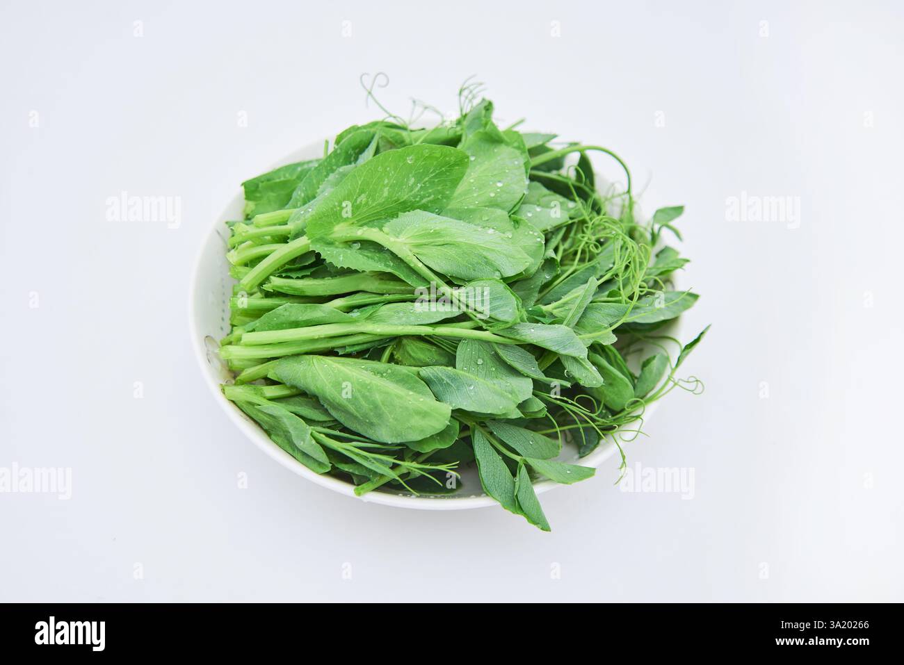 Dutch bean sprout vegetables on a white background Stock Photo - Alamy