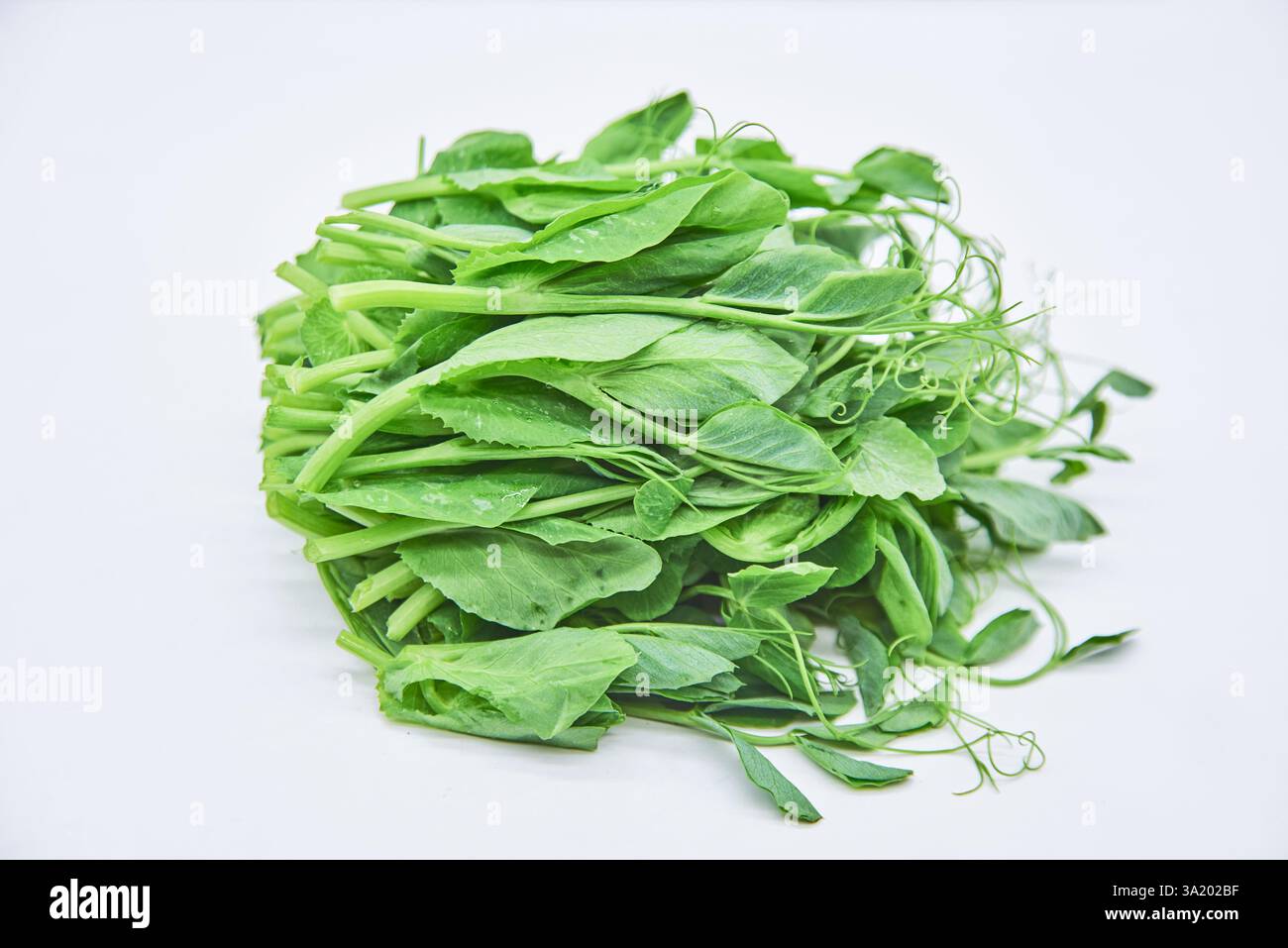 Dutch bean sprout vegetables on a white background Stock Photo - Alamy
