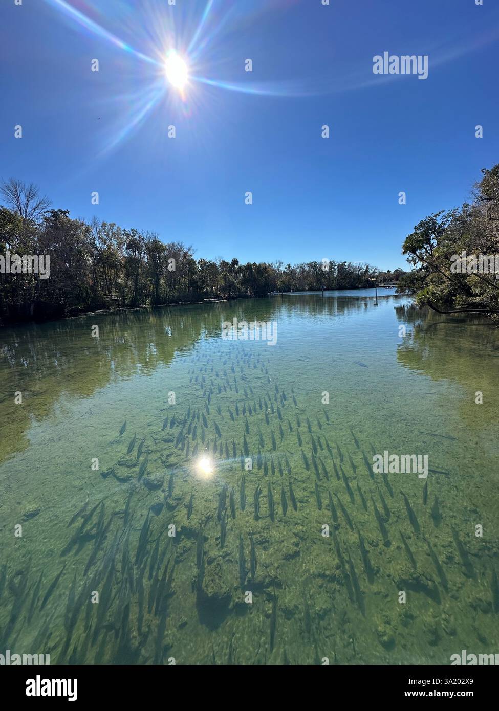 Mexico river fish hi-res stock photography and images - Alamy