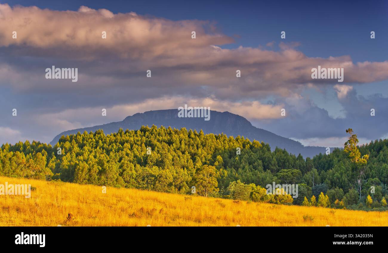 Late afternoon light on grassy field below distant peak of Quamby bluff ...