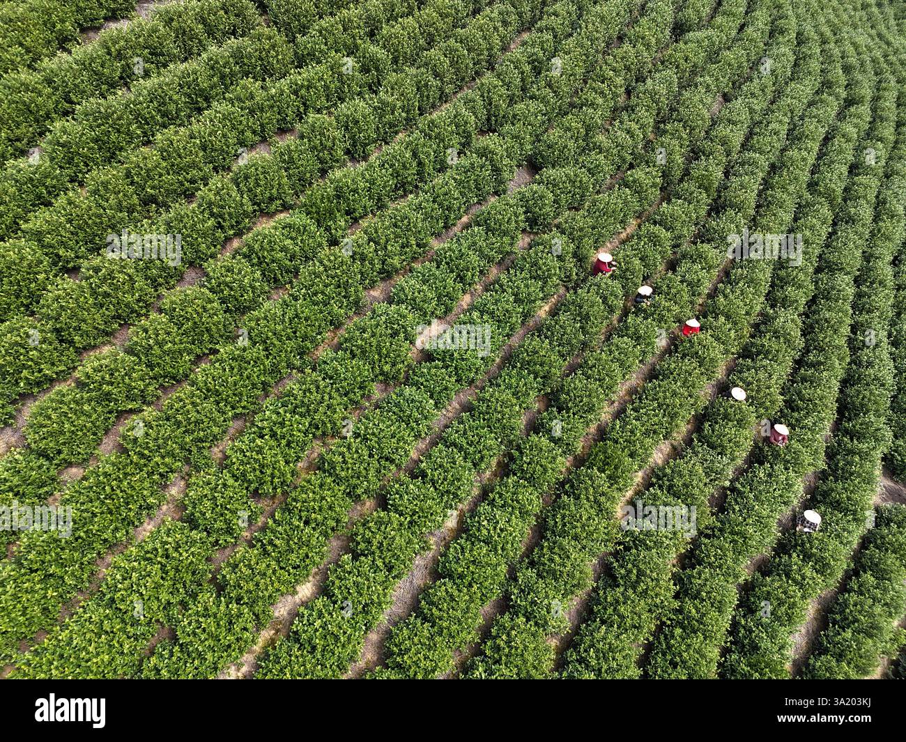(250311) -- LEQING, March 11, 2025 (Xinhua) -- A drone photo shows ...