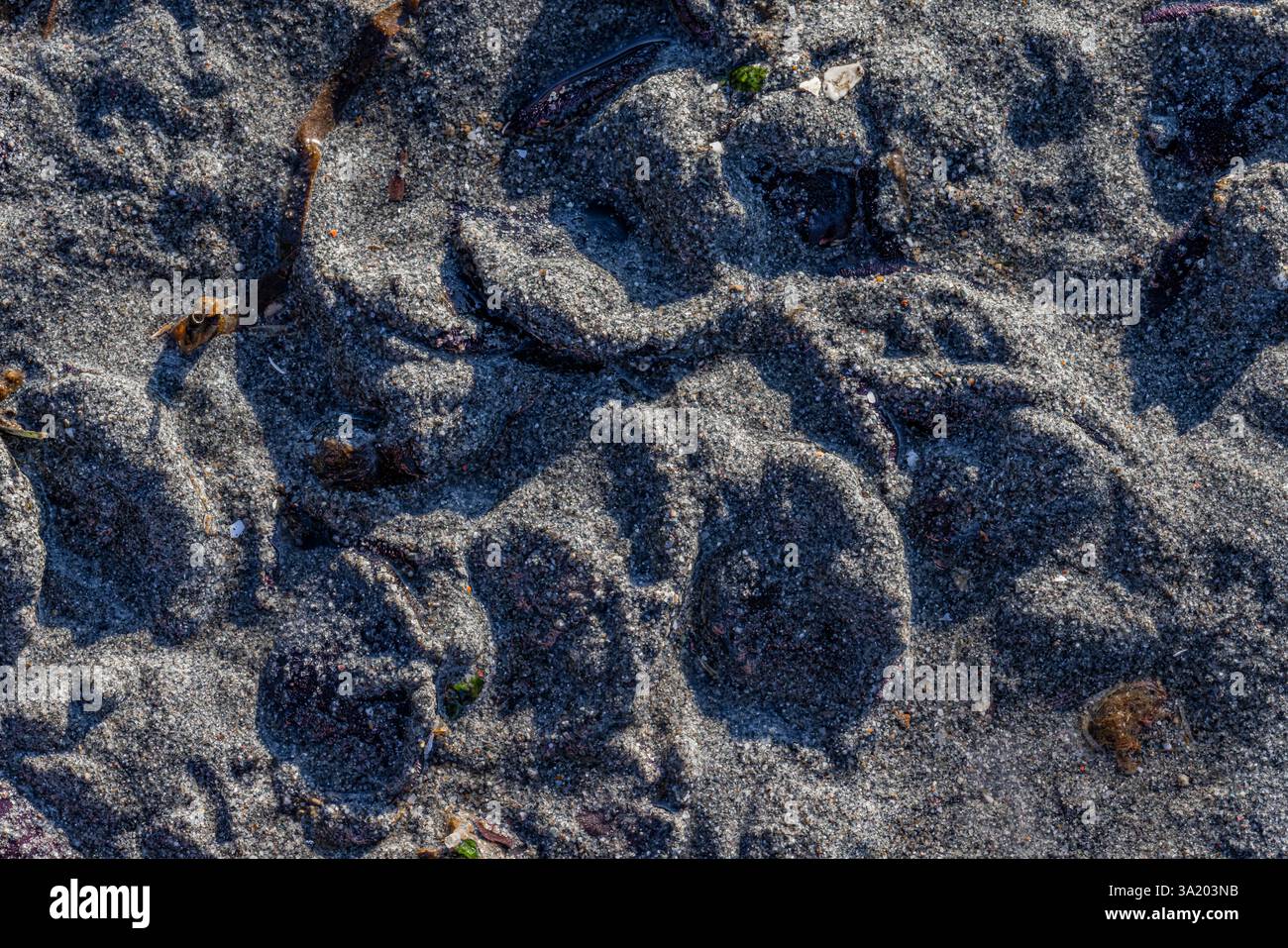 Eccentric Sand Dollar, Dendraster excentricus, covered with sand off ...