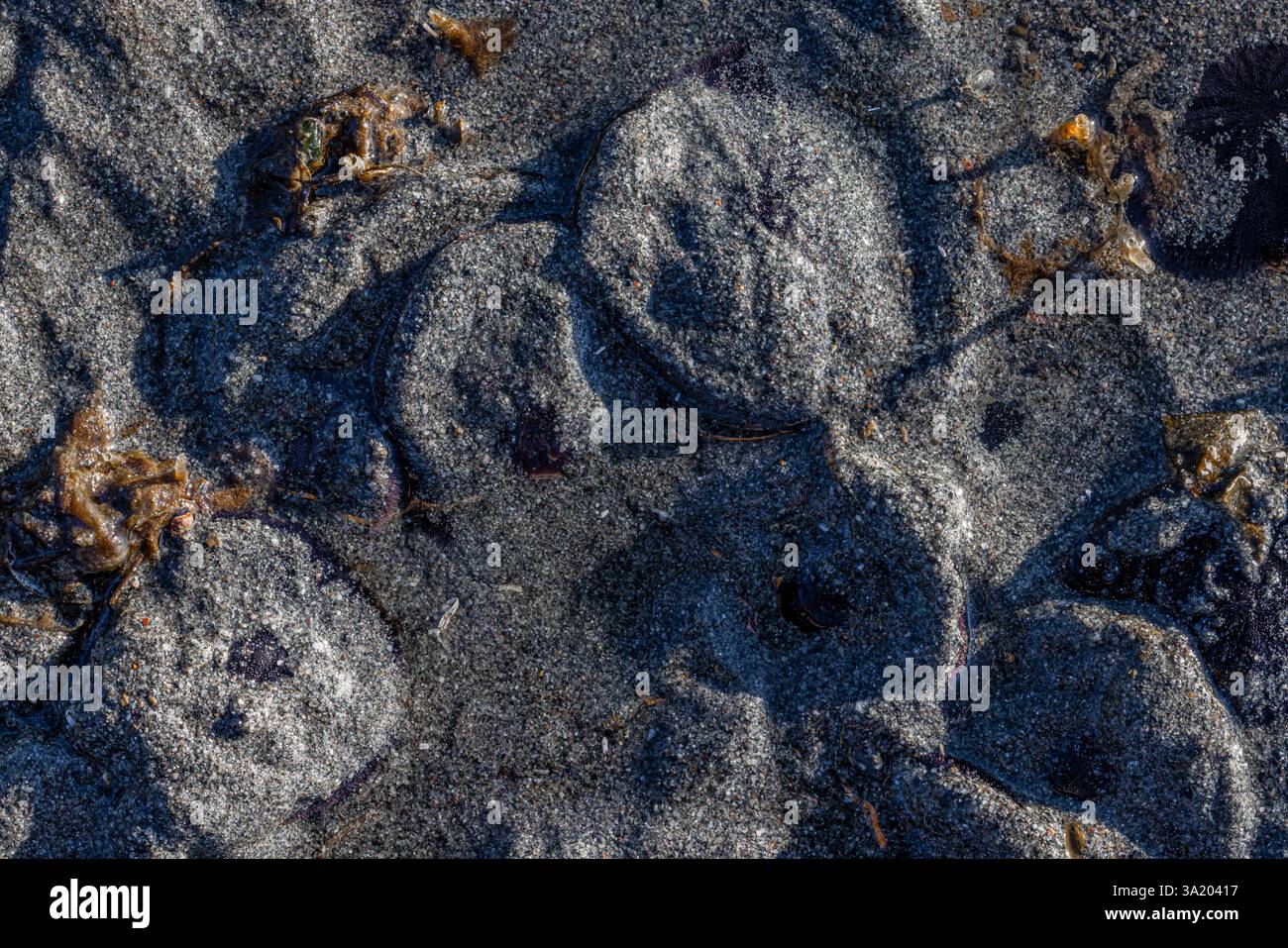 Eccentric Sand Dollar, Dendraster excentricus, covered with sand off ...