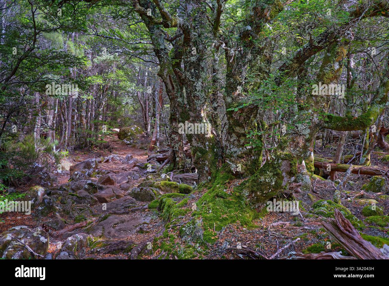 Ancient stand of moss covered Myrtle Beech (Nothofagus cunninghamii ...