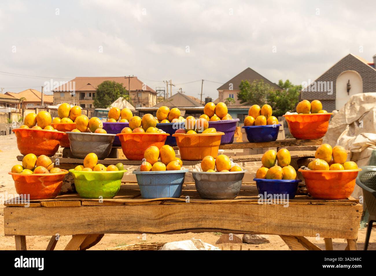 eye catching display of ripe yellow mangoes in colorful plastic bowls ...