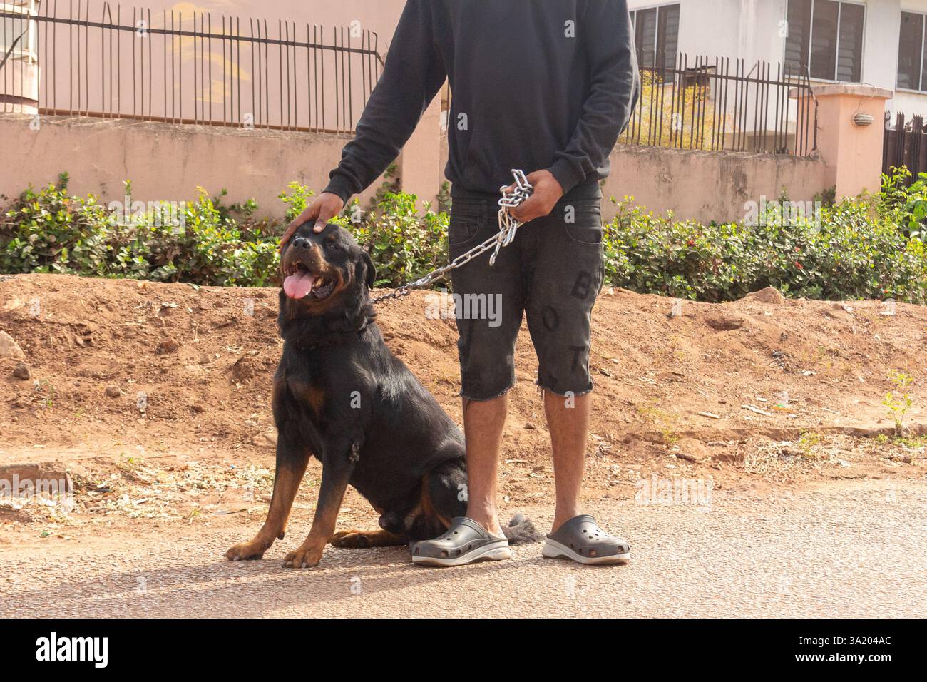 Rottweiler discipline hi-res stock photography and images - Alamy