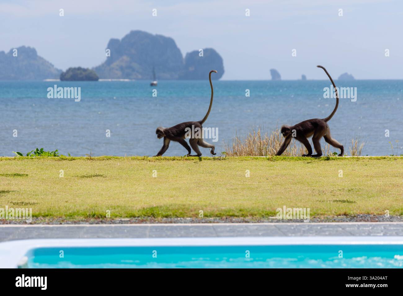 Two monkeys stroll across a vibrant green lawn near the water while ...