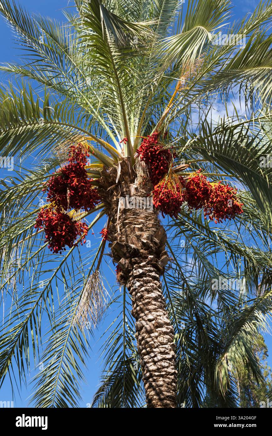 Phoenix dactylifera - Date palm tree in autumn, Sea of Galilee region ...