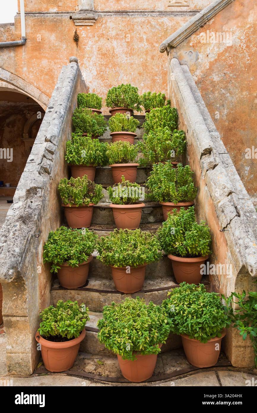 Various plants in terracotta planters in stone staircase at Holy ...