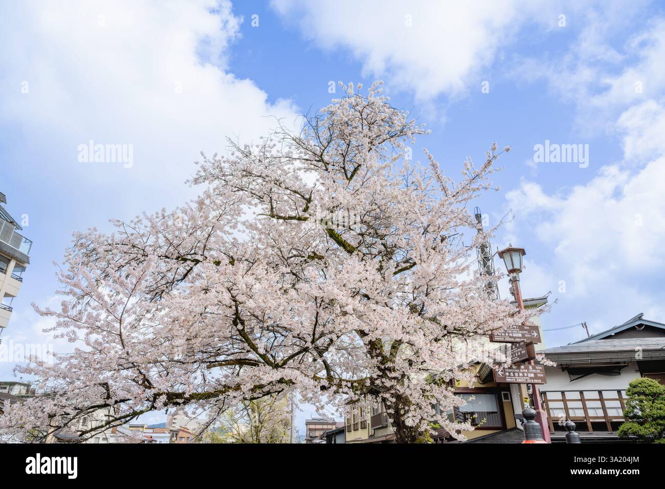 Takayama, Gifu, Japan - APR 17 ,2024: Red Naka-bashi bridge with Cherry ...