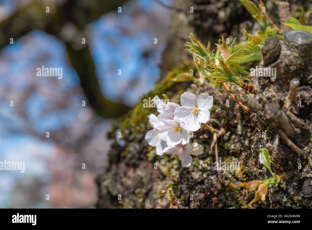 Cherry blossoms on trunk hi-res stock photography and images - Alamy