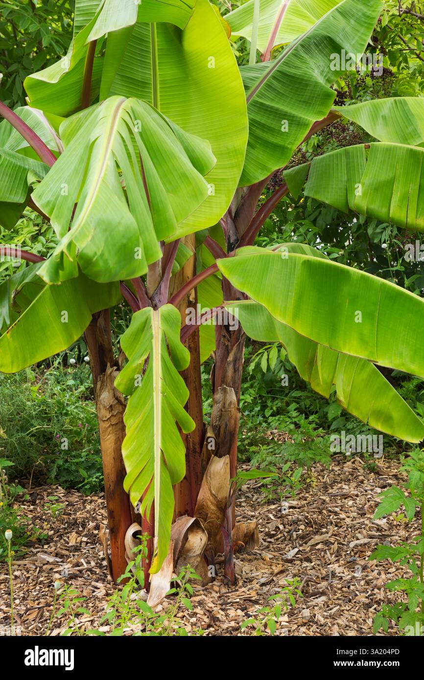 Musa 'Dwarf Red' - Dwarf Banana fruit tree in summer, Quebec, Canada ...