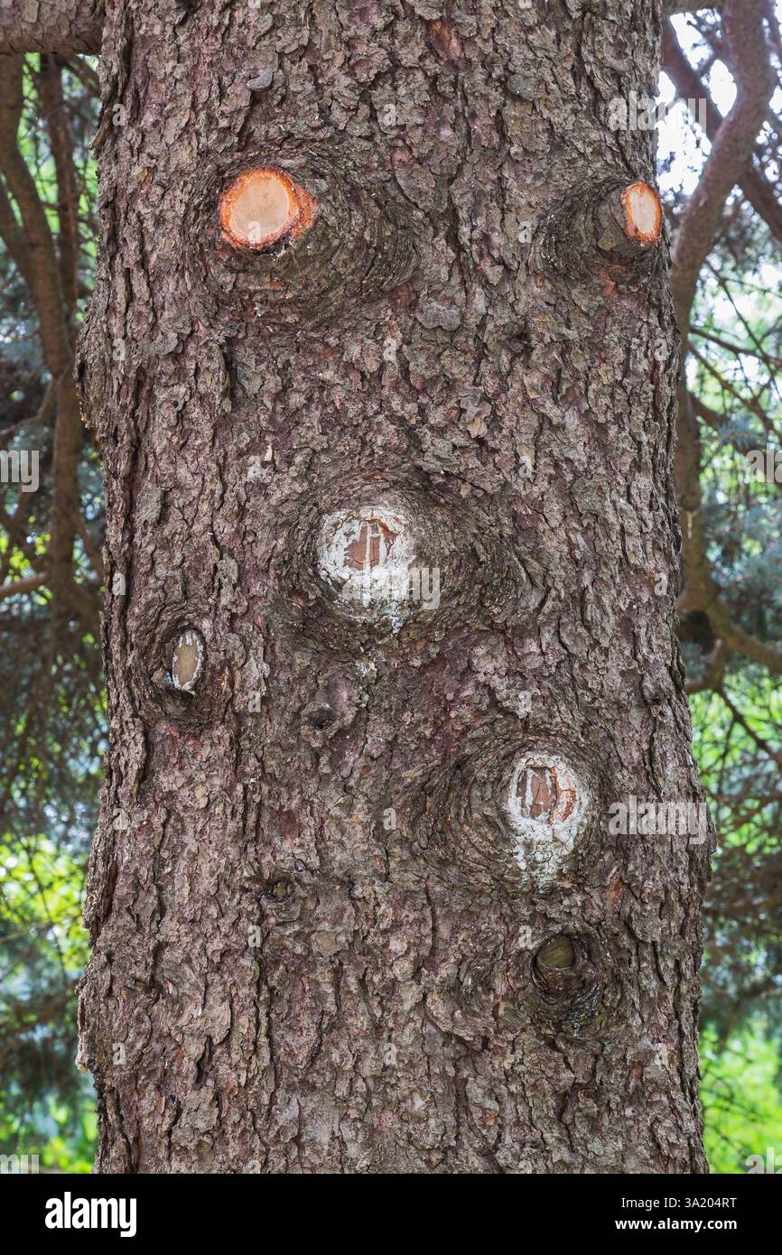 Conifer tree trunk showing formation of callus growth around edge of ...