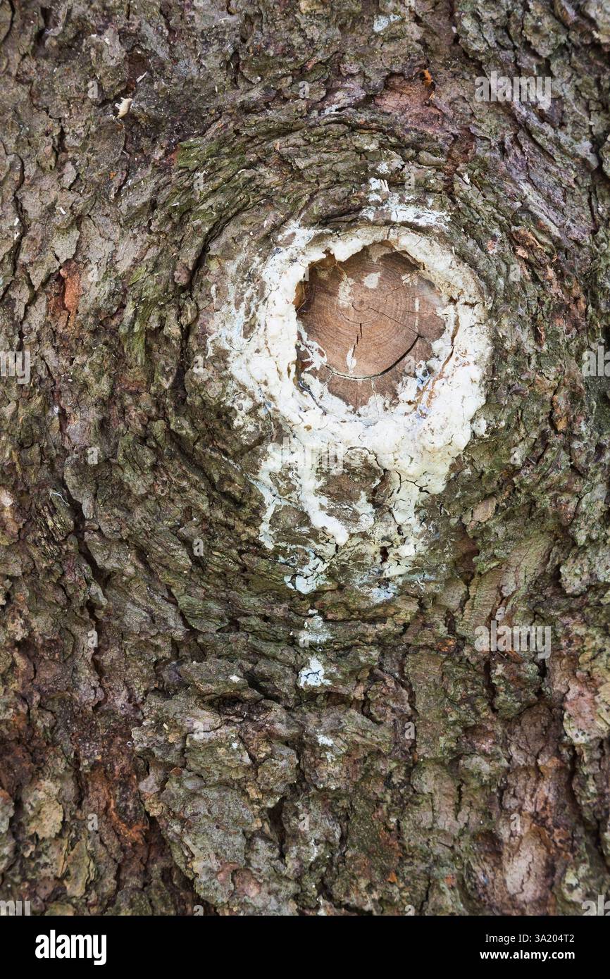 Conifer tree trunk showing formation of callus growth with white ...