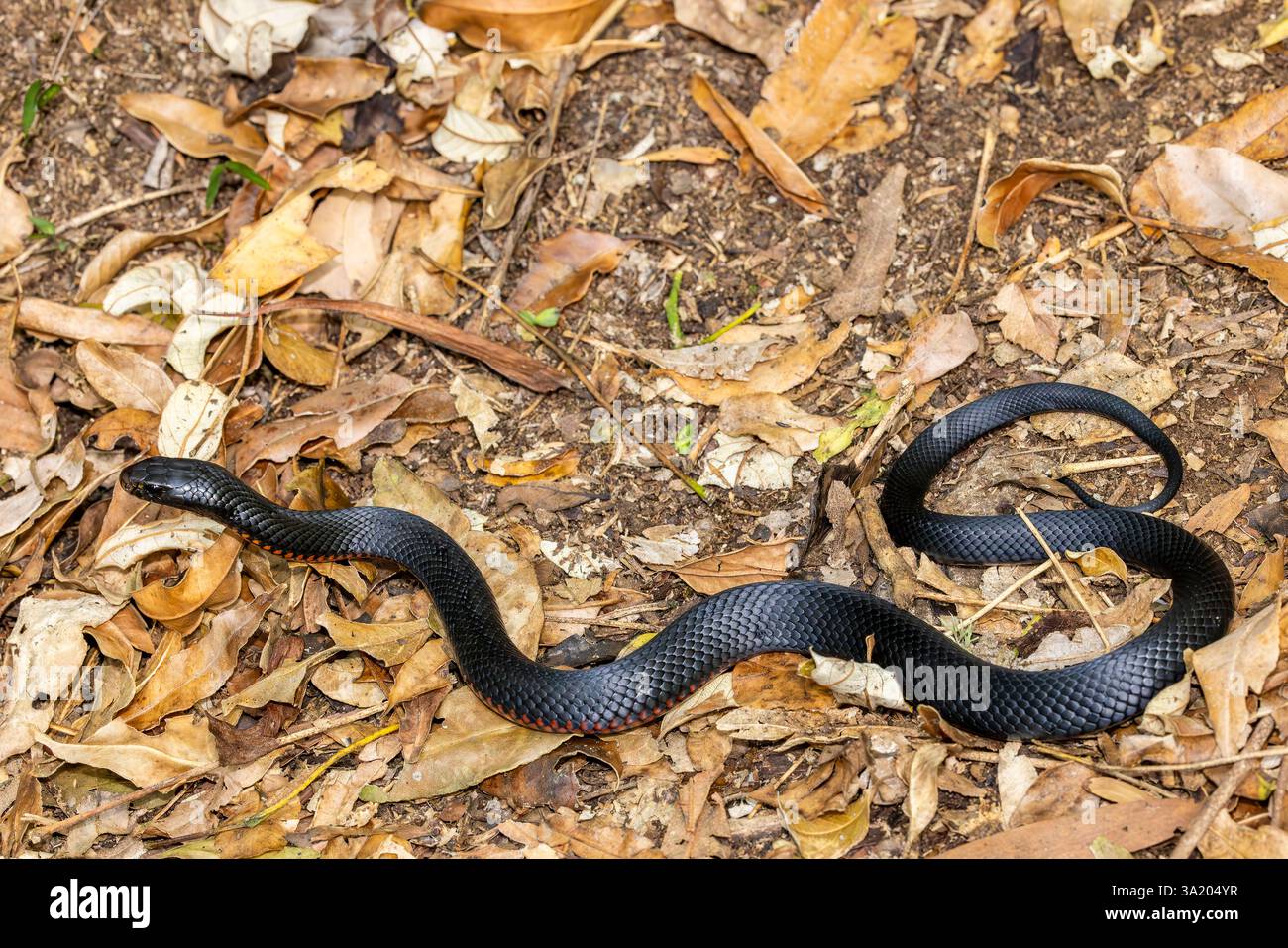 Australian venomous Red-bellied Black Snake Stock Photo - Alamy