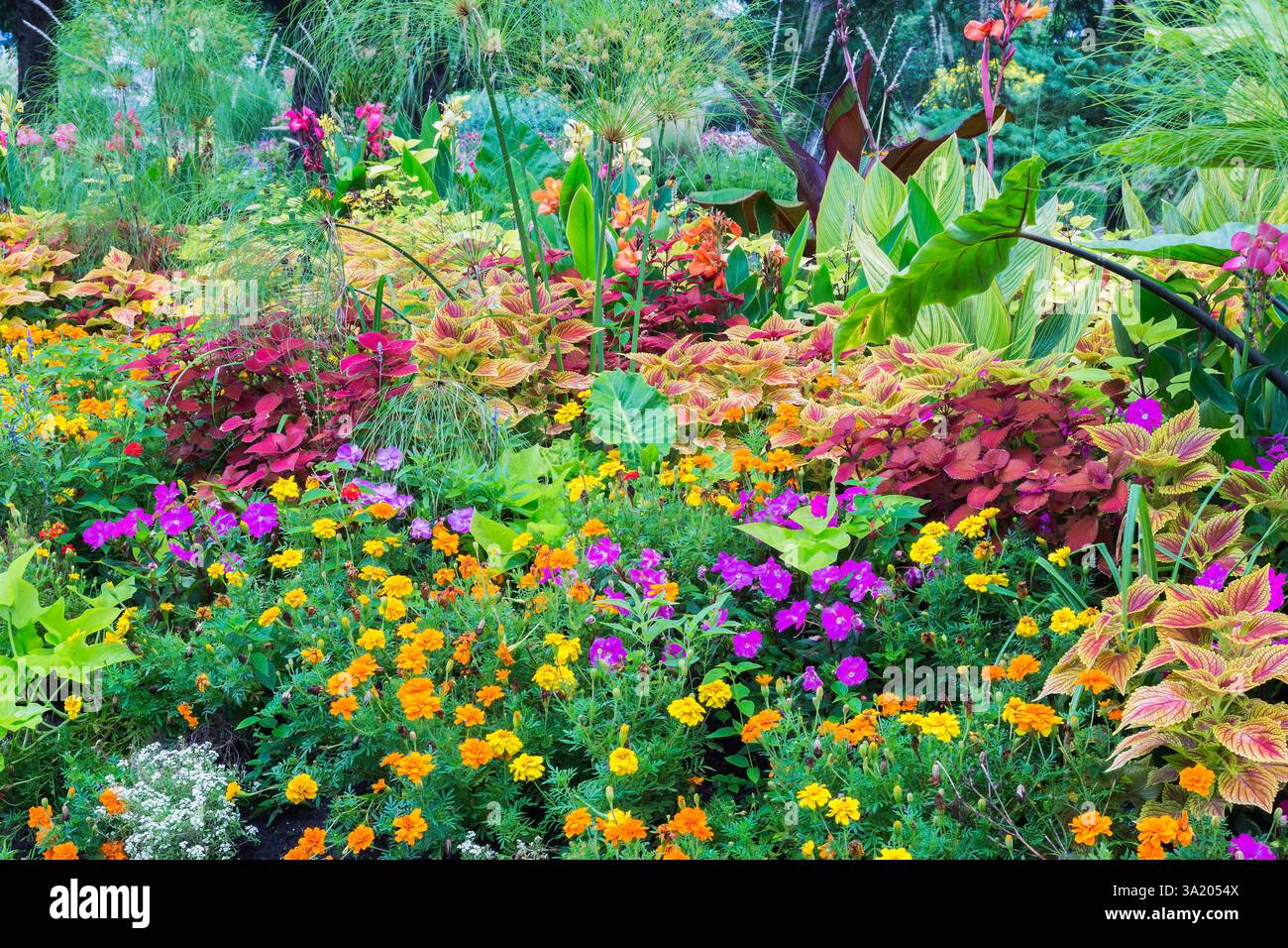 Orange and yellow Tagetes - Marigold, purple Impatiens - Balsam flowers ...