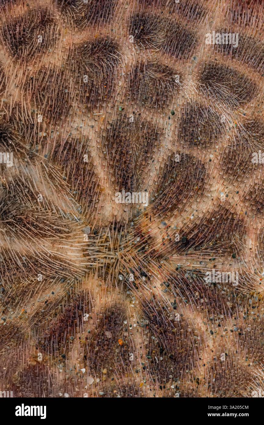 Eccentric Sand Dollar, Dendraster excentricus, closeup of patterns of ...