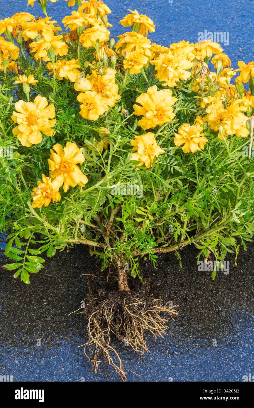 Still life composition of uprooted yellow Tagetes - French Marigold ...