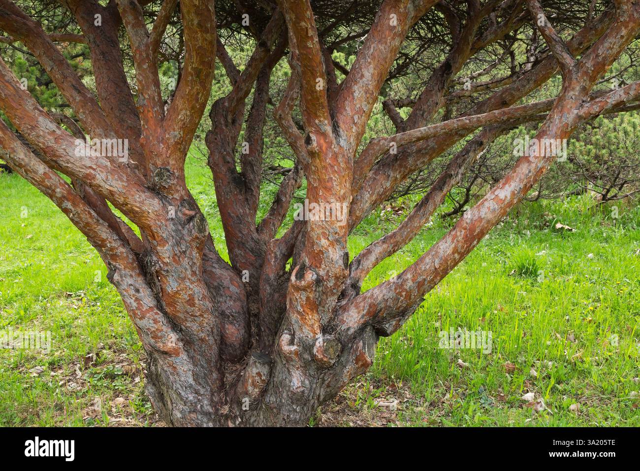 Pinus mugo - Dwarf Mountain pine tree with scaly grey and brownish bark ...