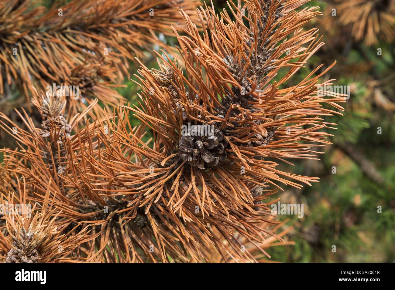 Close-up of Pinus mugo 'Gallica' - Mugo pine shrub branch with old cone and rust disease Stock ...