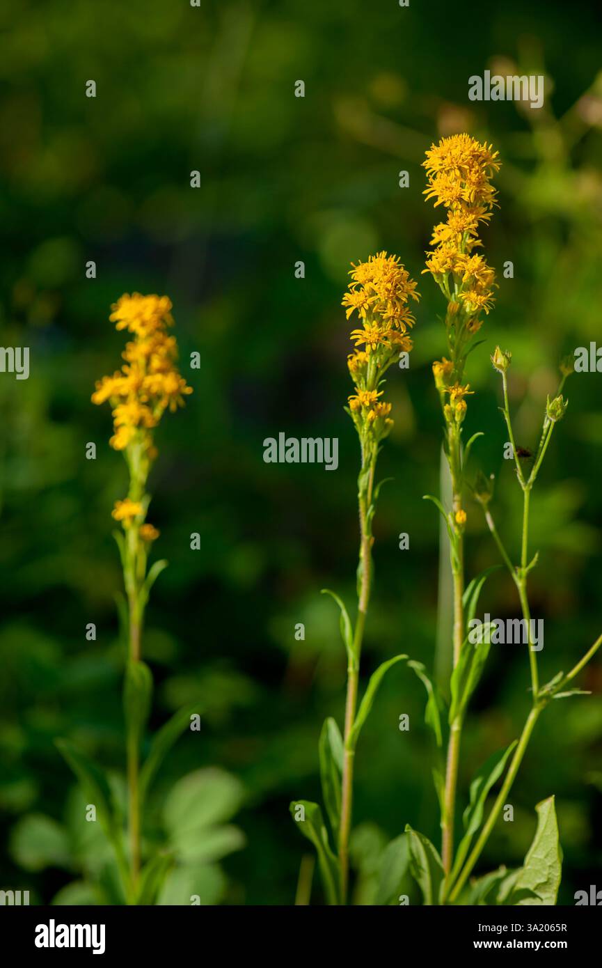 Solidago genus hi-res stock photography and images - Alamy