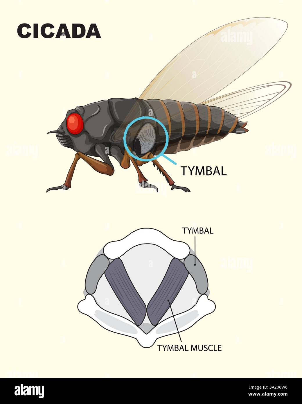 Illustration of cicada with labeled tymbal structure Stock Vector Image ...