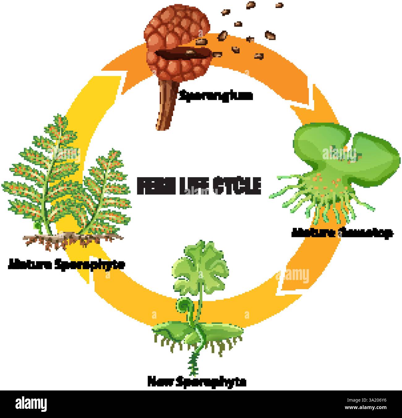 Fern Life Cycle Diagram Plant Reproductive System Mosses,