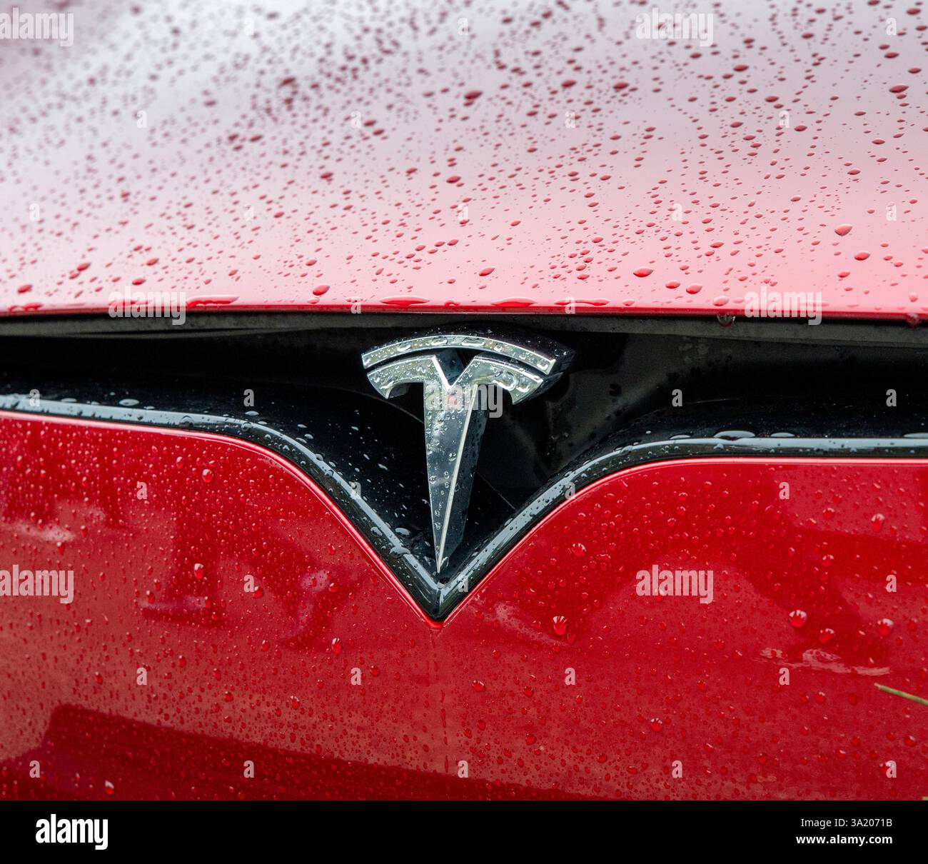 Nitra, Slovakia - October , 4, 2024 : Tesla brand on a car hood with ...