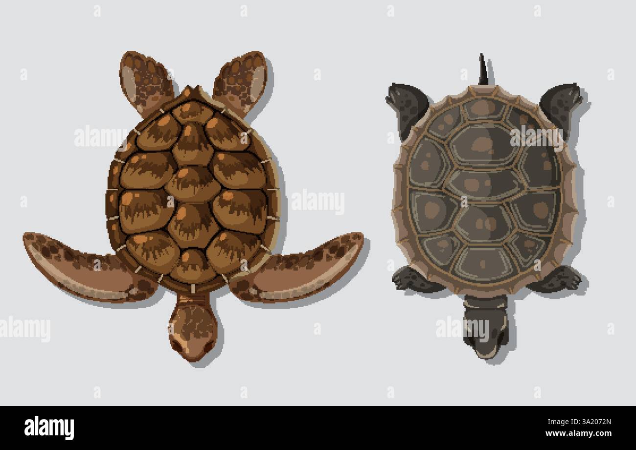 Illustration of two turtles from a top-down perspective Stock Vector ...