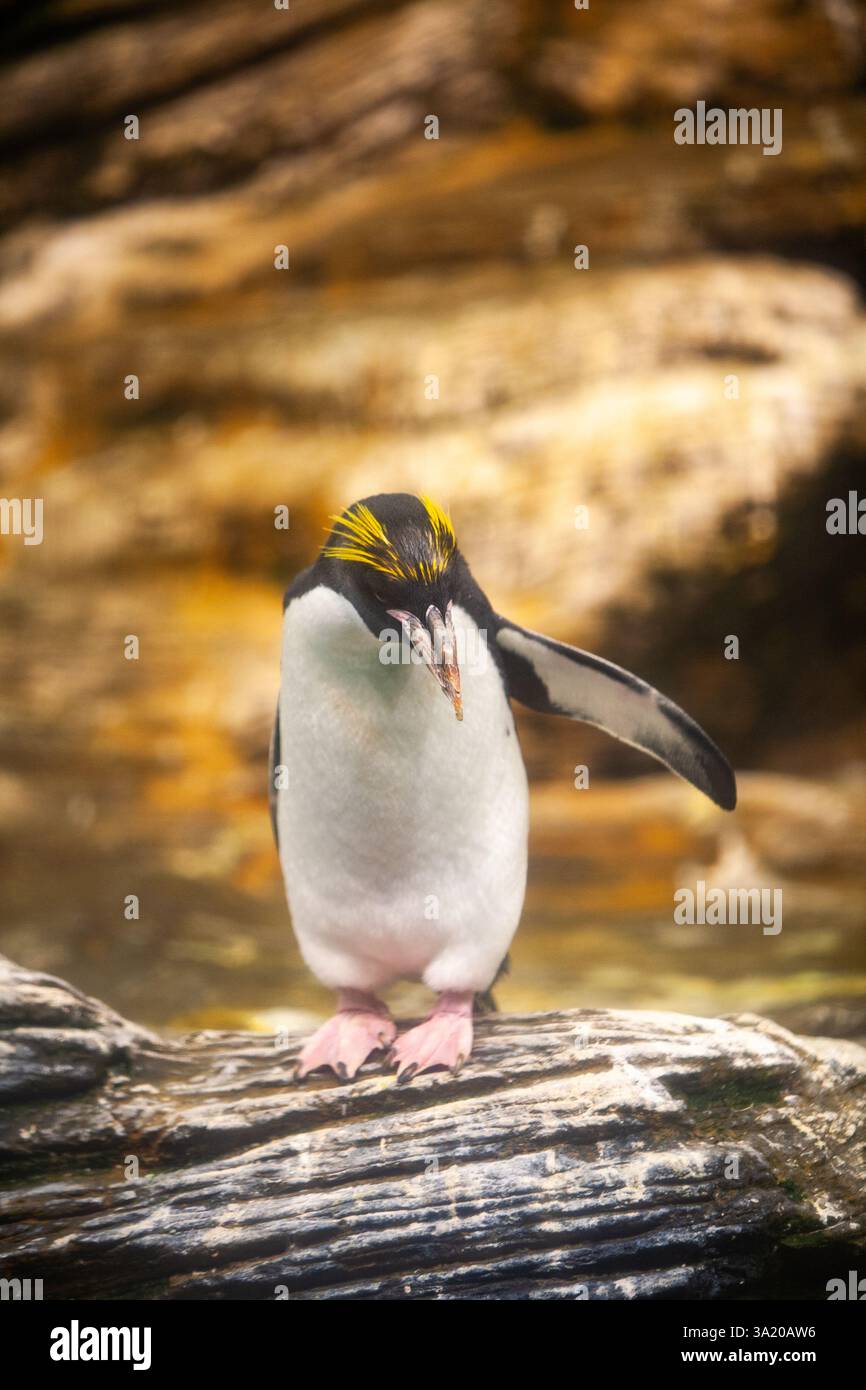 A striking royal penguin is beautifully showcasing its unique and ...