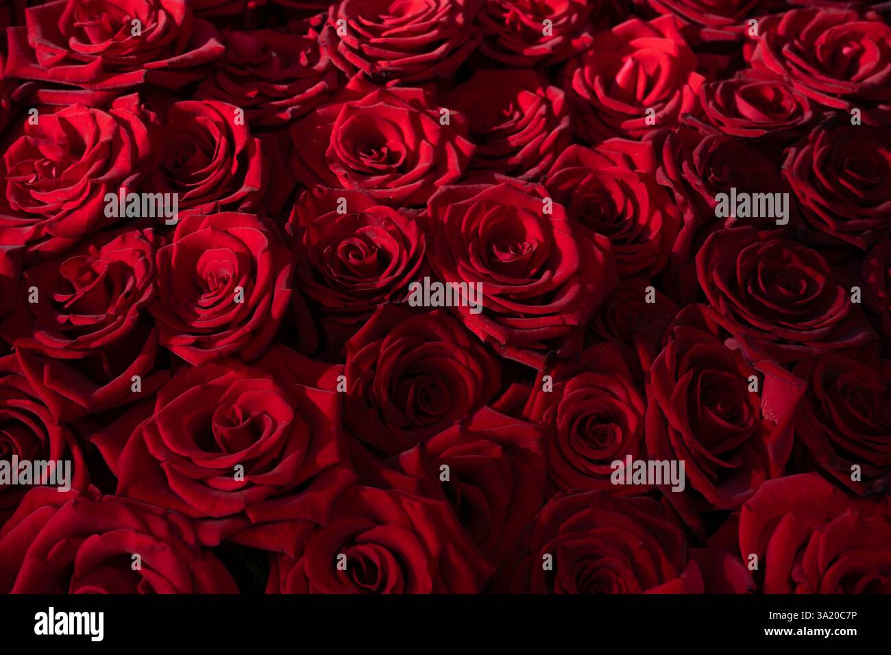 A stunning display of vibrant red roses fills the frame, showcasing ...