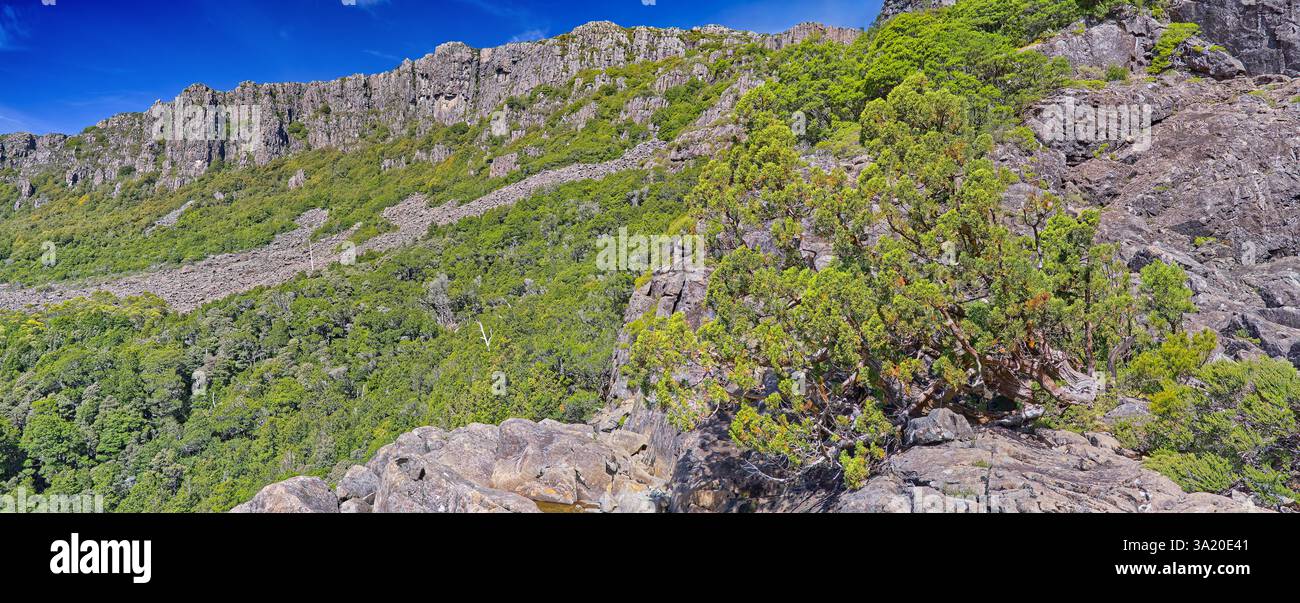 Panorama of rocky cliff & endemic Pencil pine tree on upper tier of ...
