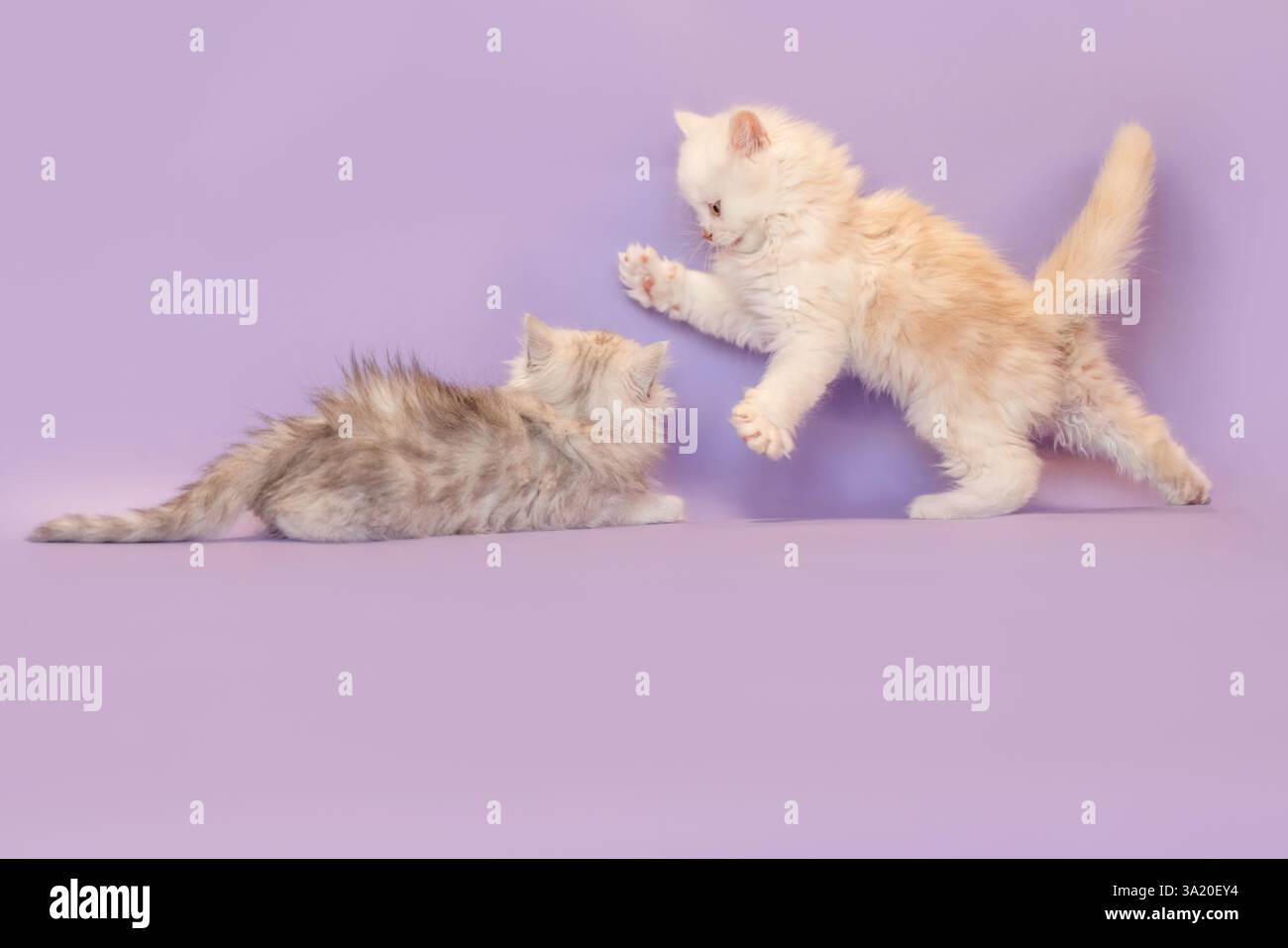 Playful and cute ragdoll crossbreed kitten in front of purple studio ...