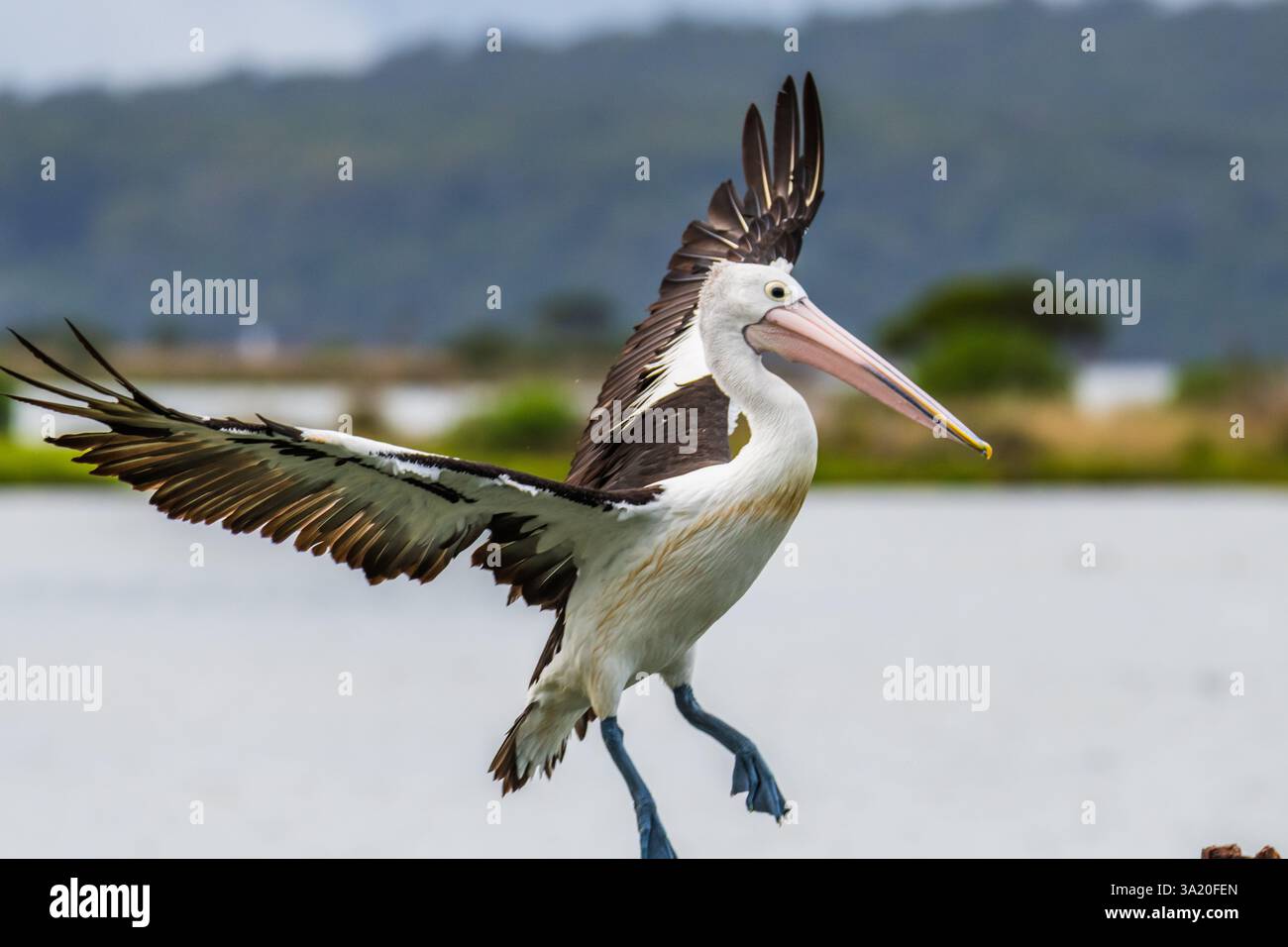 Australian Pelican flying at the Mallacoota Inlet foreshore in ...