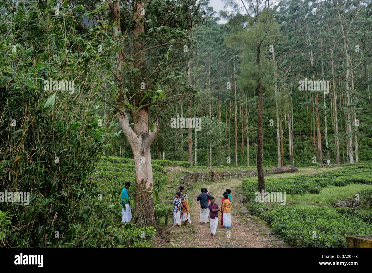 Tamil Thai Pongal harvest festival, Stellenberg Tea Estate, Pekoe Trail ...