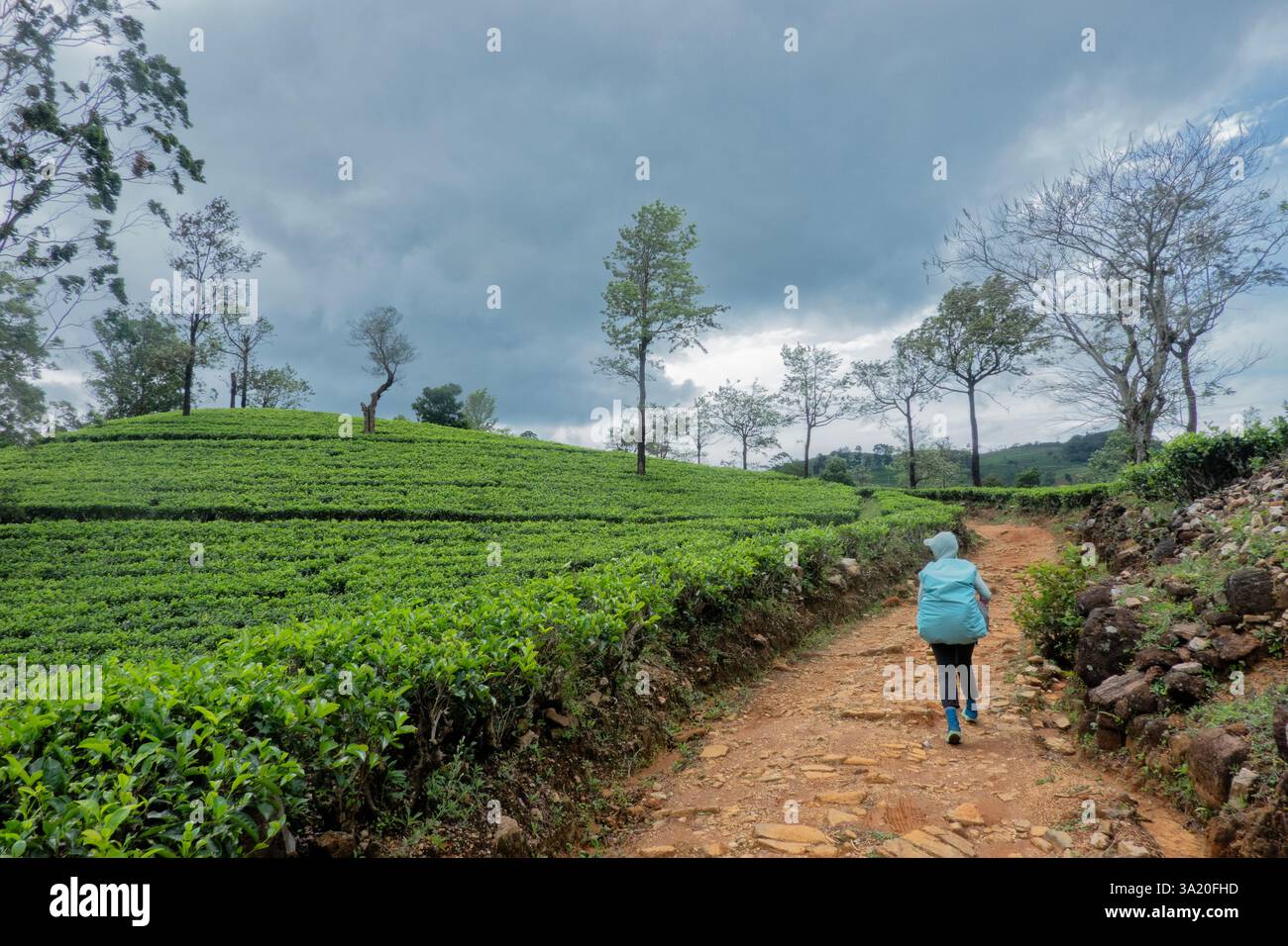 Hiking through the Stellenberg Tea Estate along the Pekoe Trail ...