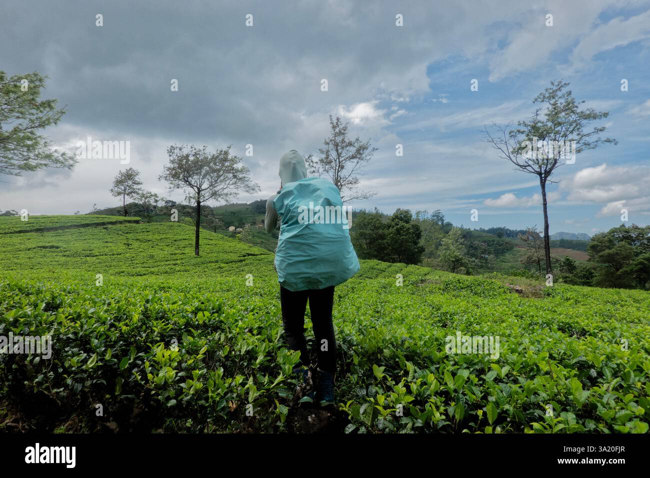 Hiking through the Stellenberg Tea Estate along the Pekoe Trail ...