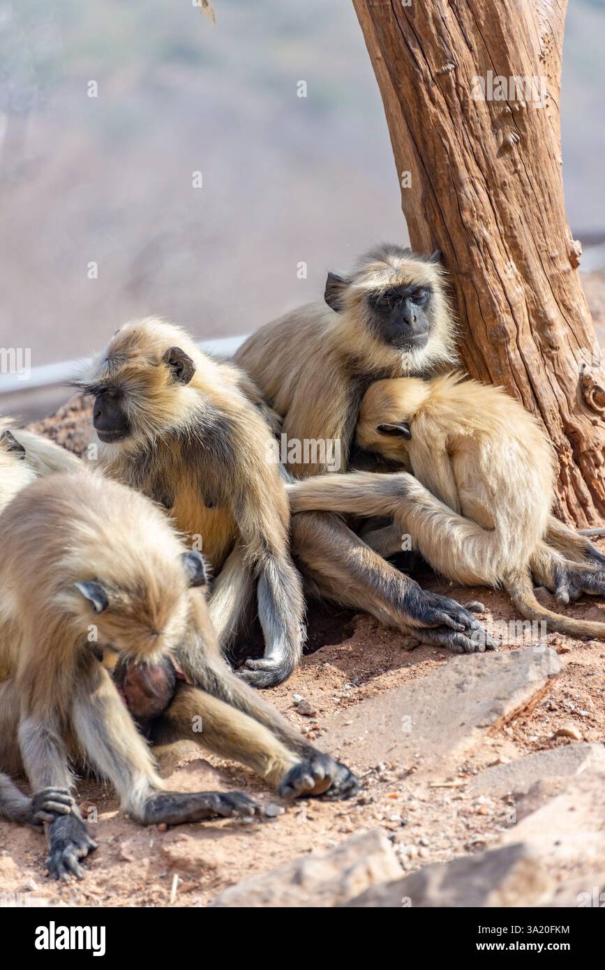 A touching closeup of a Langur monkey family perched on the stone path ...