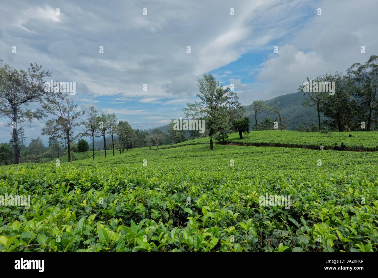 Hiking through the Stellenberg Tea Estate along the Pekoe Trail ...