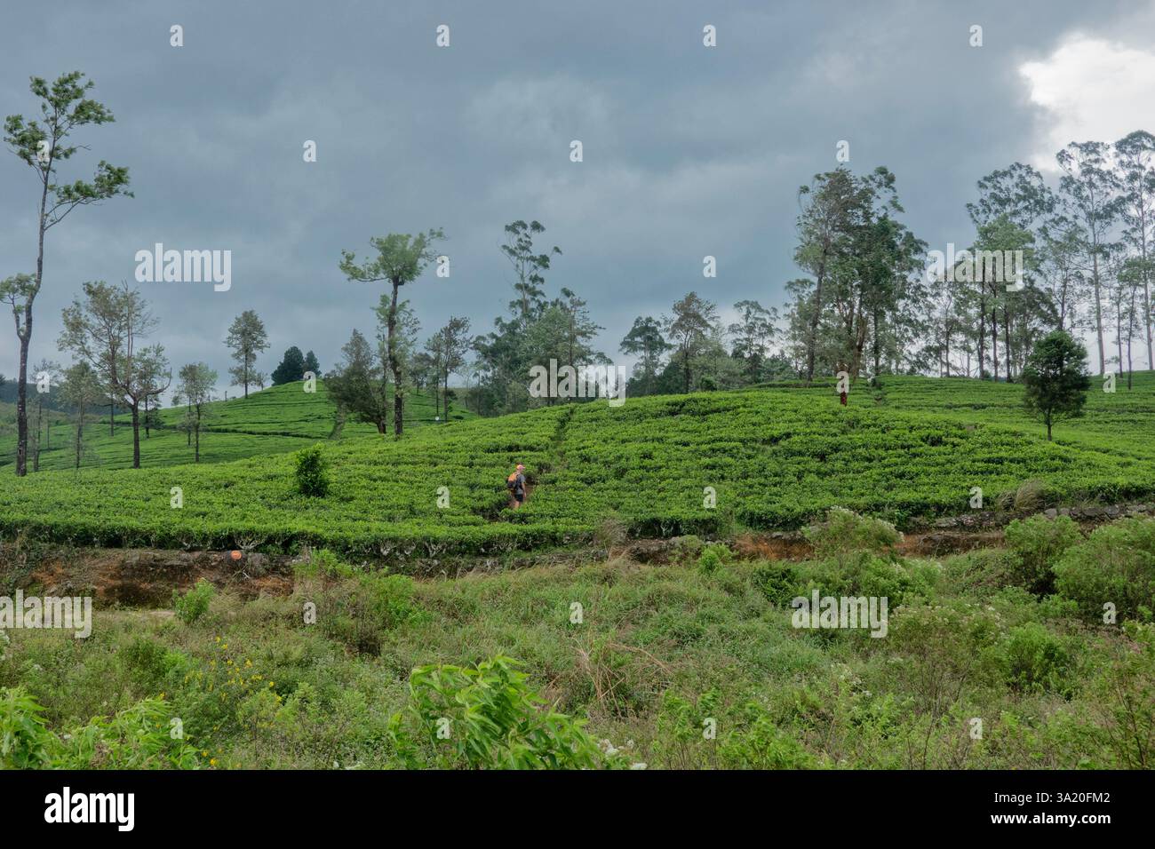 Hiking through the Stellenberg Tea Estate along the Pekoe Trail ...