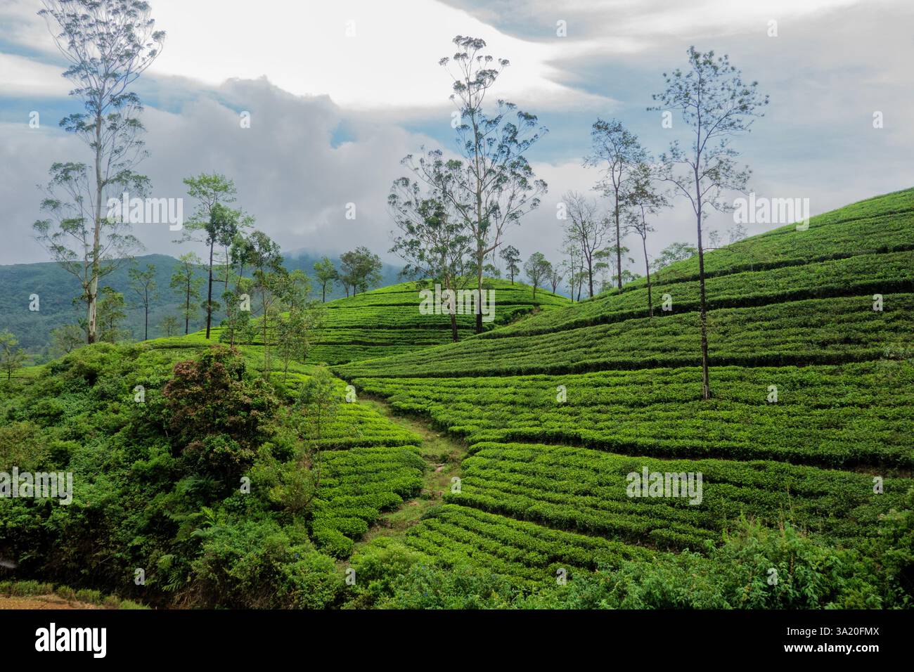Hiking through the Stellenberg Tea Estate along the Pekoe Trail ...