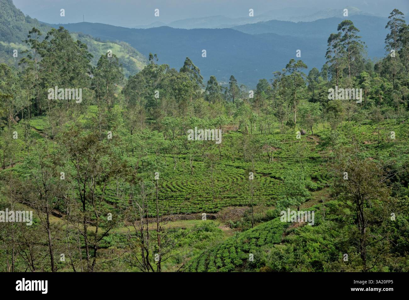 Hiking through the Stellenberg Tea Estate along the Pekoe Trail ...