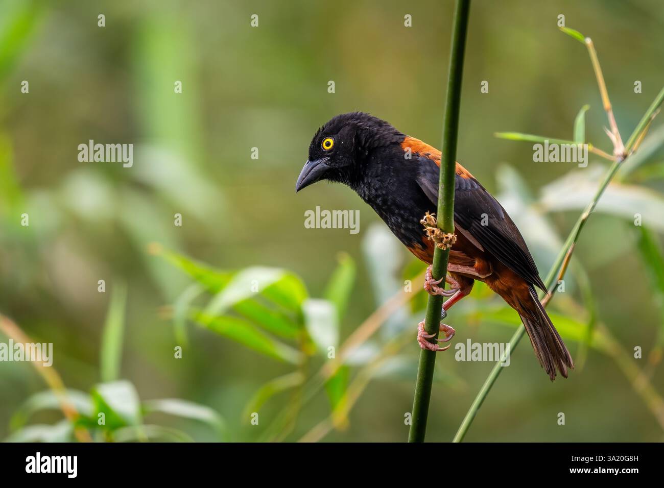 Chestnut-and-black Weaver - Ploceus castaneofuscus, beautiful brown and ...