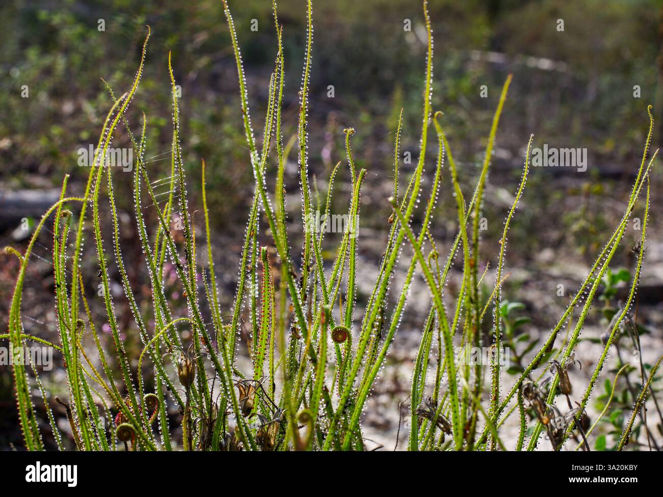 Sticky leaves with red glands of the Portuguese sundew (Drosophyllum ...