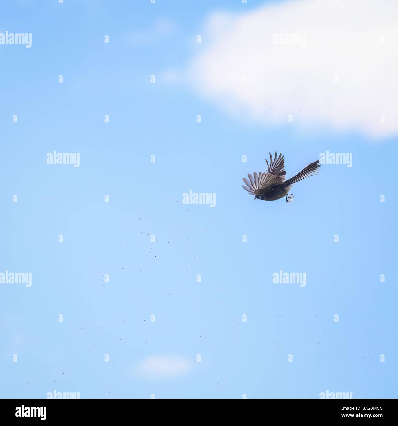Fantail, also known as pīwakawaka in Māori, flying and catching small ...